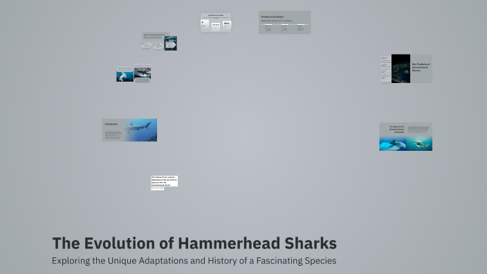 The Evolution of Hammerhead Sharks by ane hegsvold on Prezi