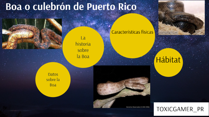 Boa o Culebron de PUERTO RICO by TOXICGAMER 777 on Prezi