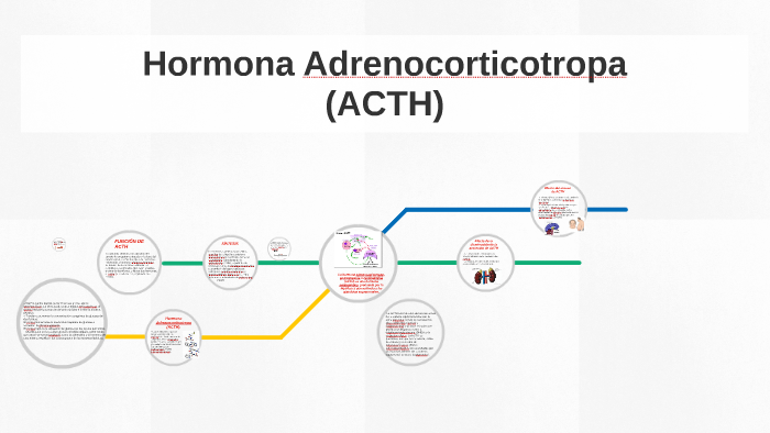 Hormona Adrenocorticotropa by xime luna on Prezi