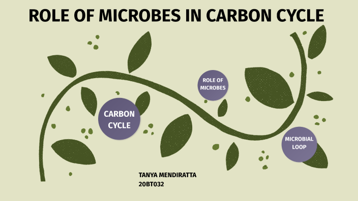 microbes in carbon cycle by sanya mendiratta on Prezi