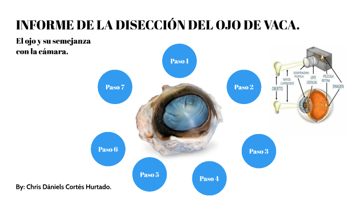 Diseccion de ojo de Vaca por Chris Dániels Cortes H by Laura Daniela ...
