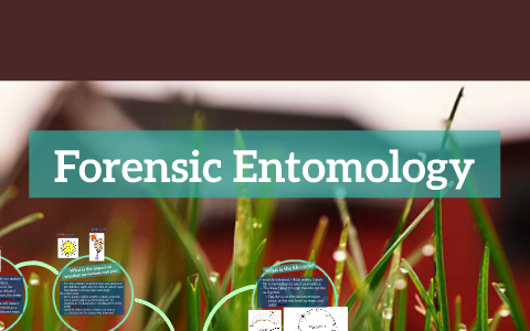 Forensic Entomology Project by gal snir on Prezi