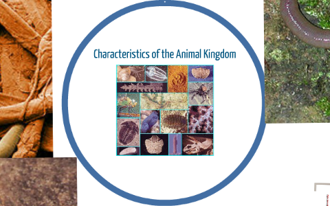 Characteristics of the Animal Kingdom by Debbie Wisneski on Prezi