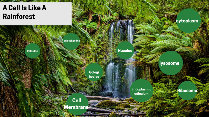 Science analogy by SMS2024 Charles on Prezi