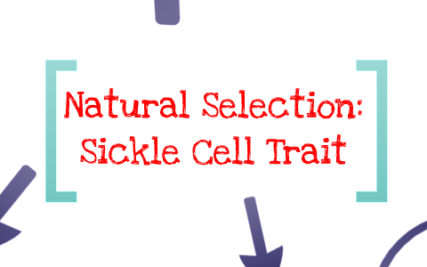 Natural Selection: Sickle cell trait! by Maggie Ann Gordon on Prezi