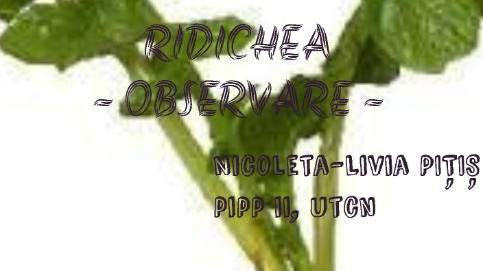 Ridichea - OBSERVARE by Nicoleta Pițiş on Prezi