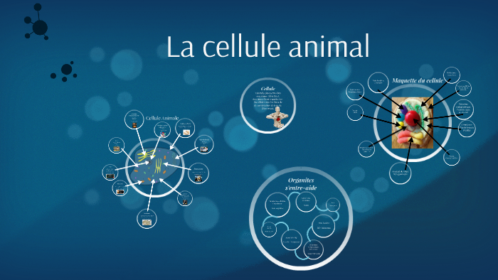 La cellule animal by Lydia Overton on Prezi