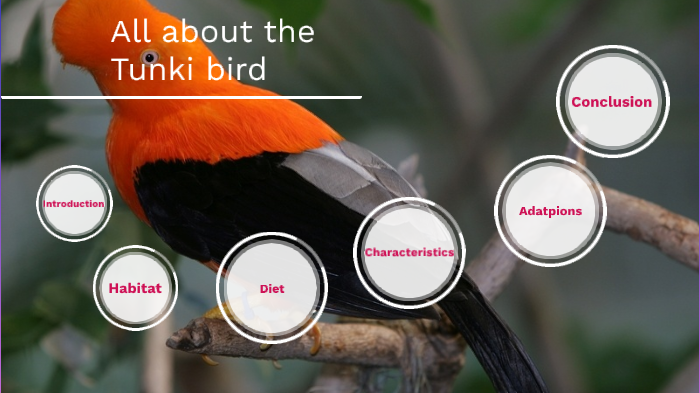 All about the tunki bird by isabelle rajewsaki on Prezi