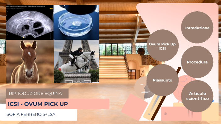 EQUINE ICSI - OVUM PICK UP by sofia ferrero on Prezi