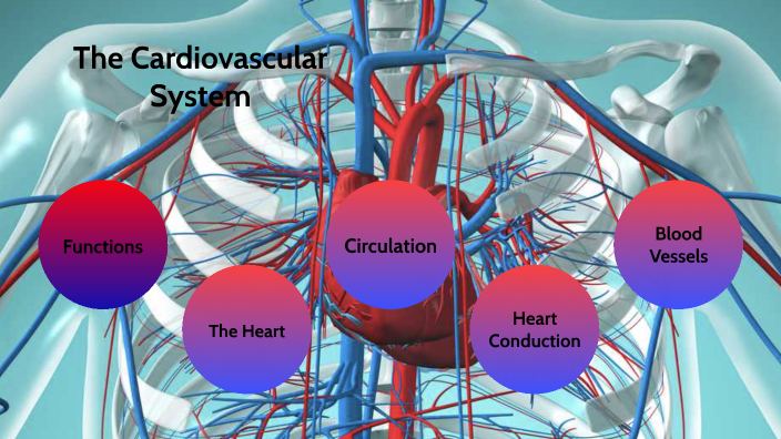 Cardiovascular by Kaitlin Victorian on Prezi