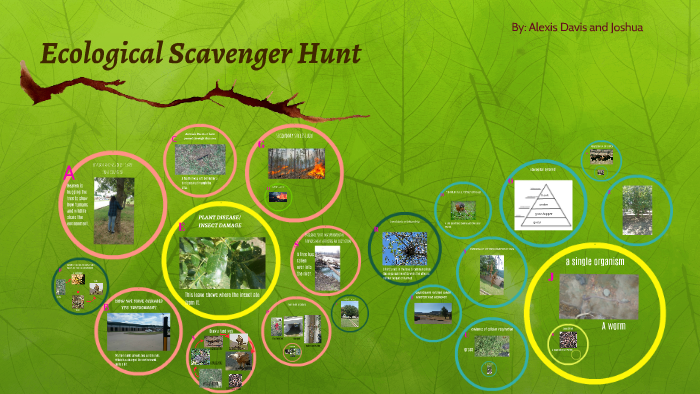 Ecological Scavenger Hunt by Alexis Davis on Prezi