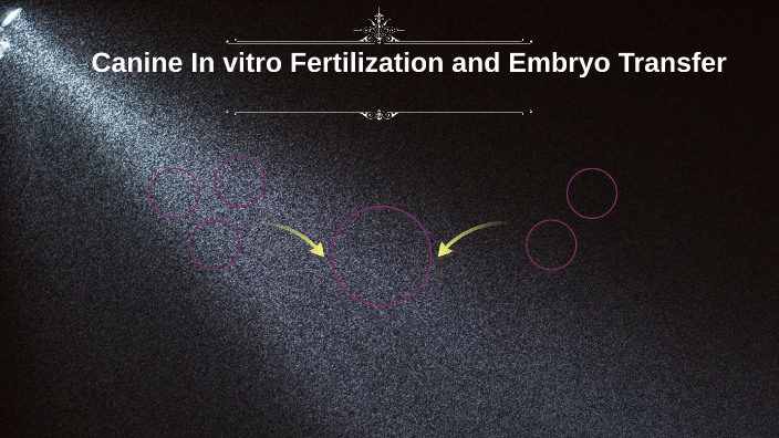 Canine Invitro Fertilization and Embryo Transfer by on Prezi