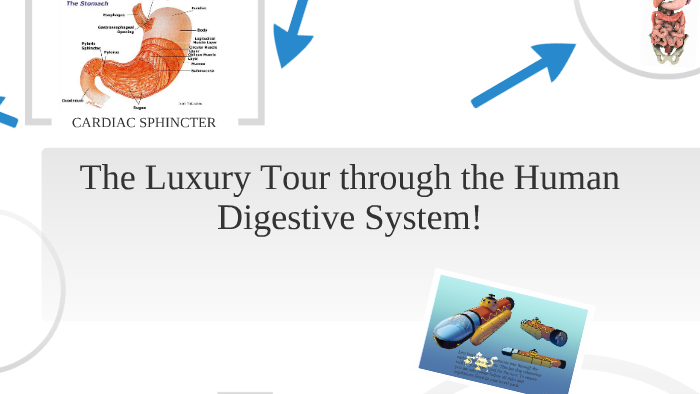 Digestive System Tour by Taylor Lemire on Prezi