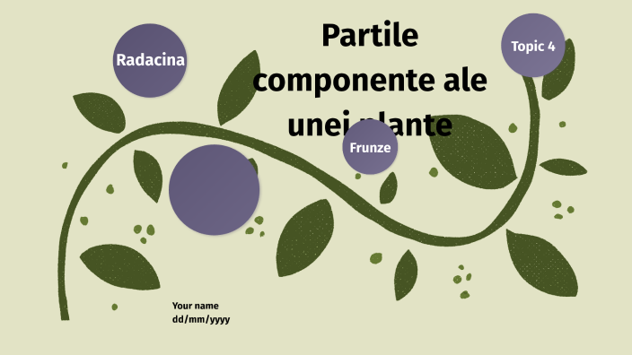 Partile componente ale unei plante by ana tomozei on Prezi