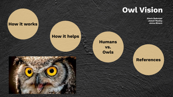Visual Sense of Owls by Alexis Buhrman on Prezi