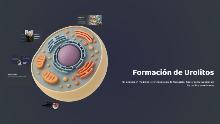 Formación de Urolitos by GUILLERMO DE JESUS GONZALEZ CARDENAS on Prezi