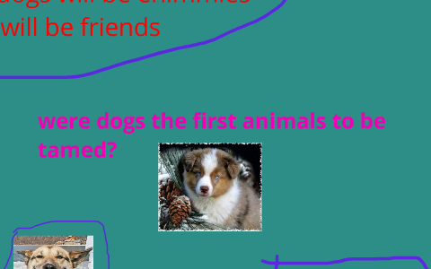 were dogs the first animals to be tamed? by amelia tomala-vandal on Prezi