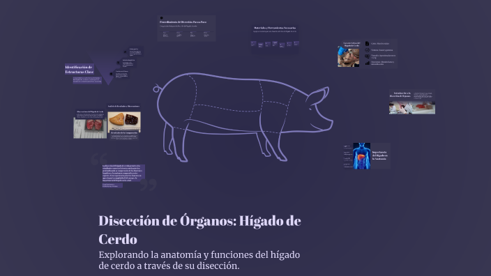 Disección de Órganos: Hígado de Cerdo by Mónica Peñaranda on Prezi