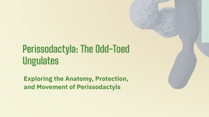 Perissodactyla: The Odd-Toed Ungulates by Sam on Prezi