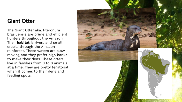 Amazon Rainforest by Elizabeth Fultz on Prezi