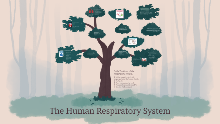 The Human Respiratory System by Autumn Johnson on Prezi