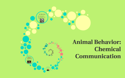 Animal Behavior: Chemical Communication by Zyanne Cervantes on Prezi