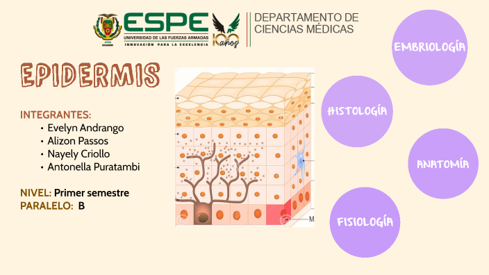 epidermis by Evelyn Andrango on Prezi