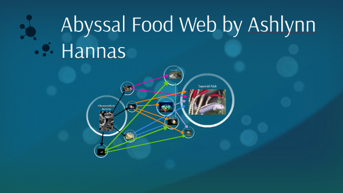 Abyssal Food Web by Ashlynn Hannas by Ashlynn Hannas on Prezi