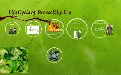Life cycle of broccoli by Leo by Blue Class - RJH on Prezi