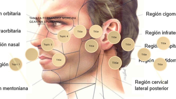 Regiones anatómicas by Tamara Fernandez on Prezi