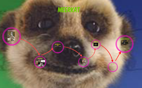 How big are meerkats by Mike Filipowicz on Prezi