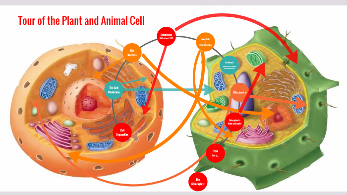 Tour of the plant and animal cell by Emma Lyster on Prezi