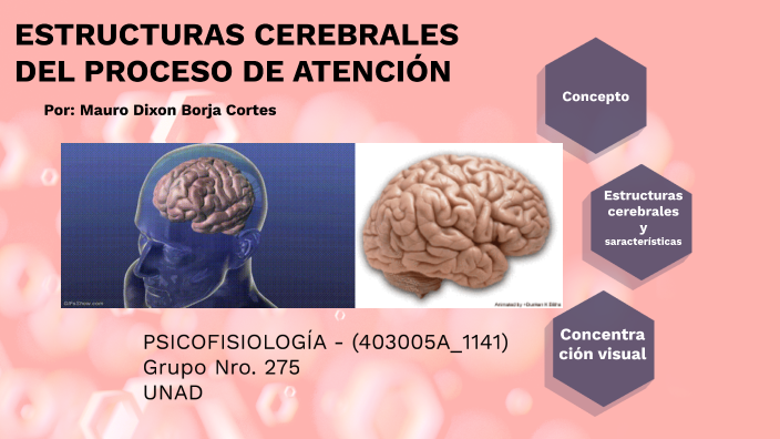 Estructuras Cerebrales Relacionadas Con El Proceso De Atención By Mauro