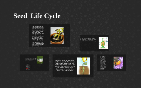 Seed Life Cycle by Carol Kamel on Prezi