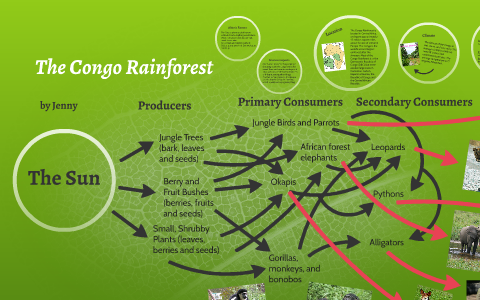 Congo Rainforest Project by Jenny Lu on Prezi