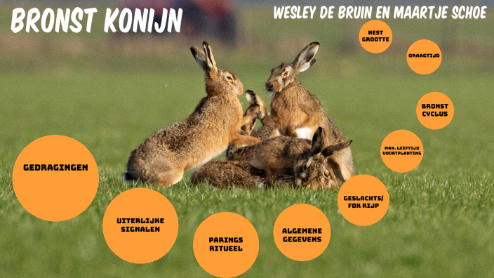 Bronst Konijn by Maartje Schoe on Prezi