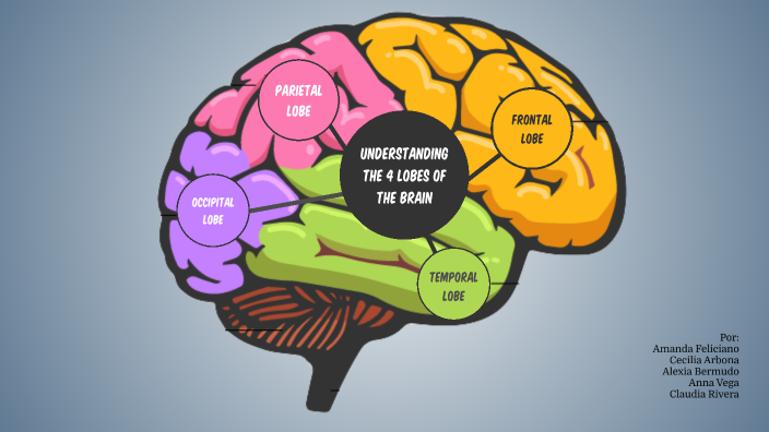 Understanding the 4 Lobes of the Brain by AMANDA FELICIANO ALVAREZ on Prezi