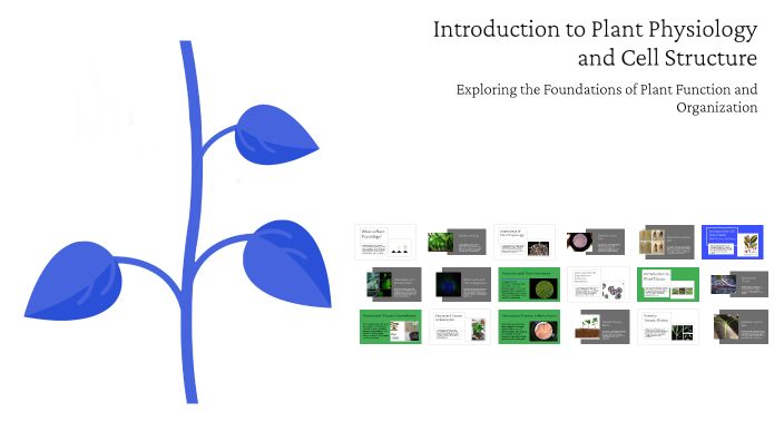 Introduction to Plant Physiology and Cell Structure by Оксана Таран on ...