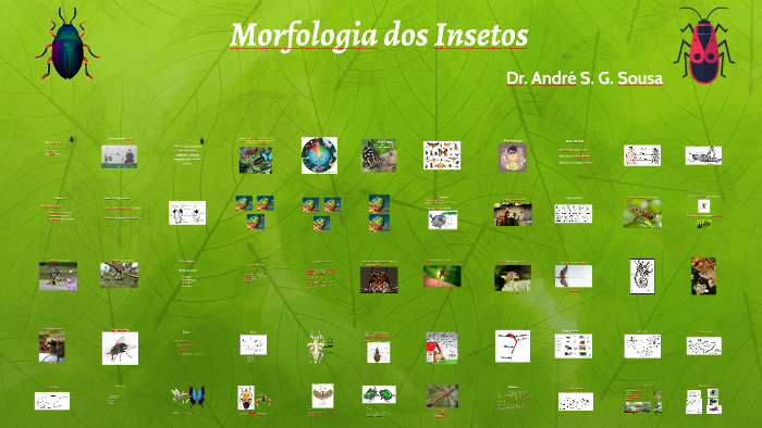 Morfologia dos Insetos by André Guimarães on Prezi