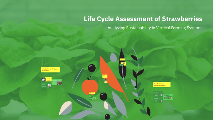 Life Cycle Assessment of Strawberries by Abbas Sadiq on Prezi