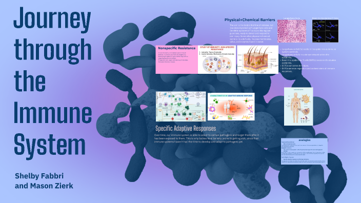 MZ & SF - Immune System Project by Mason Zierk on Prezi