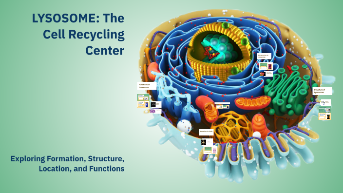 LYSOSOME: The Cell Recycling Center by A K on Prezi