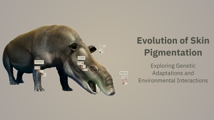 Evolution of Skin Pigmentation by Nikola Apostolov on Prezi