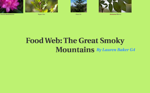 Food Web: The Great Smoky Mountains by Lauren Baker on Prezi