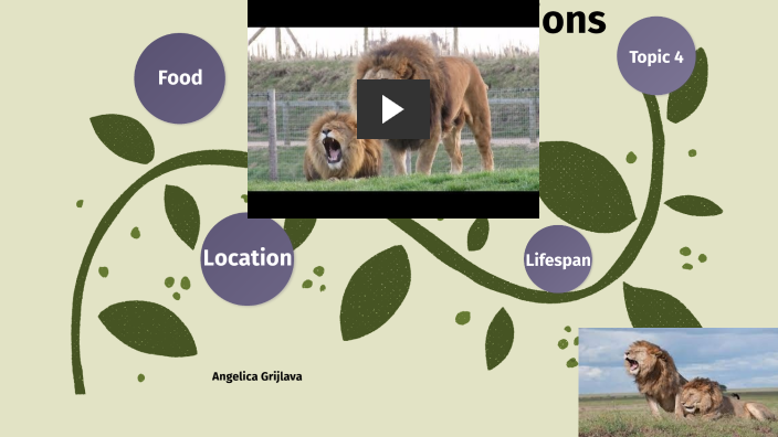 Lion lesson plan by Angelica Grijalva on Prezi