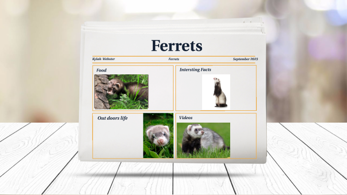 Ferrets by KYLAH WEBSTER on Prezi
