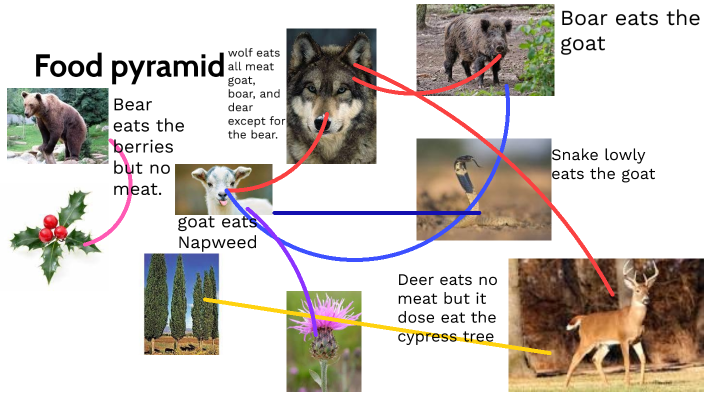 food web by Addison Helm on Prezi