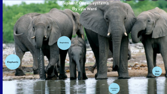 Elephant Organ Systems by Lyla Ward on Prezi