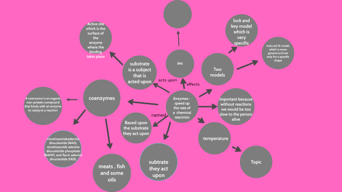 enzyme concept map by Yesenia Ayala on Prezi