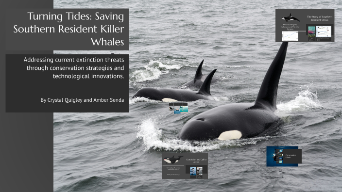 Turning Tides: Saving Southern Resident Killer Whales by Crystal ...